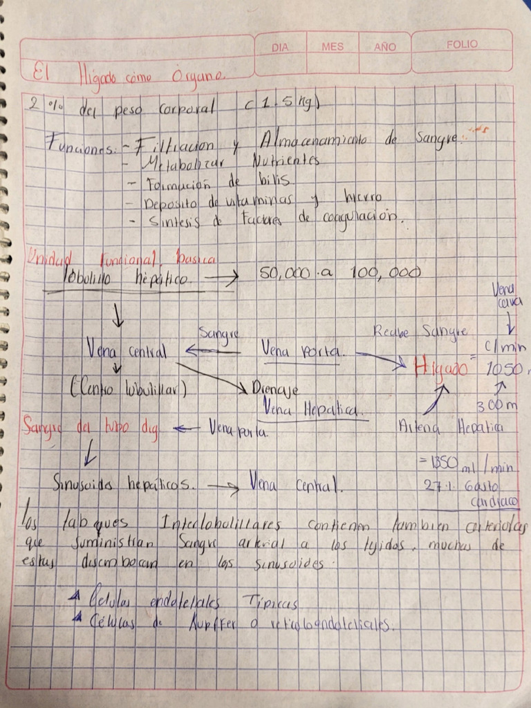 Hígado Como Organo | PDF
