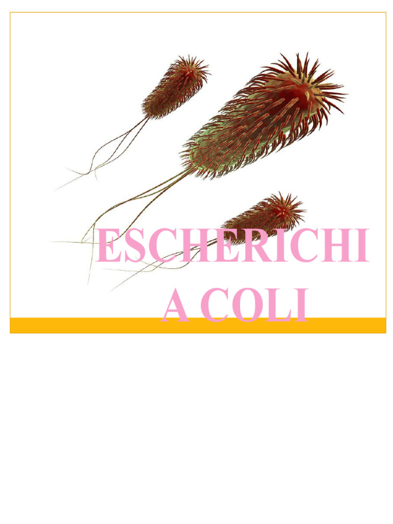 Escherichia Coli I | PDF | Escherichia Coli | Diarreia