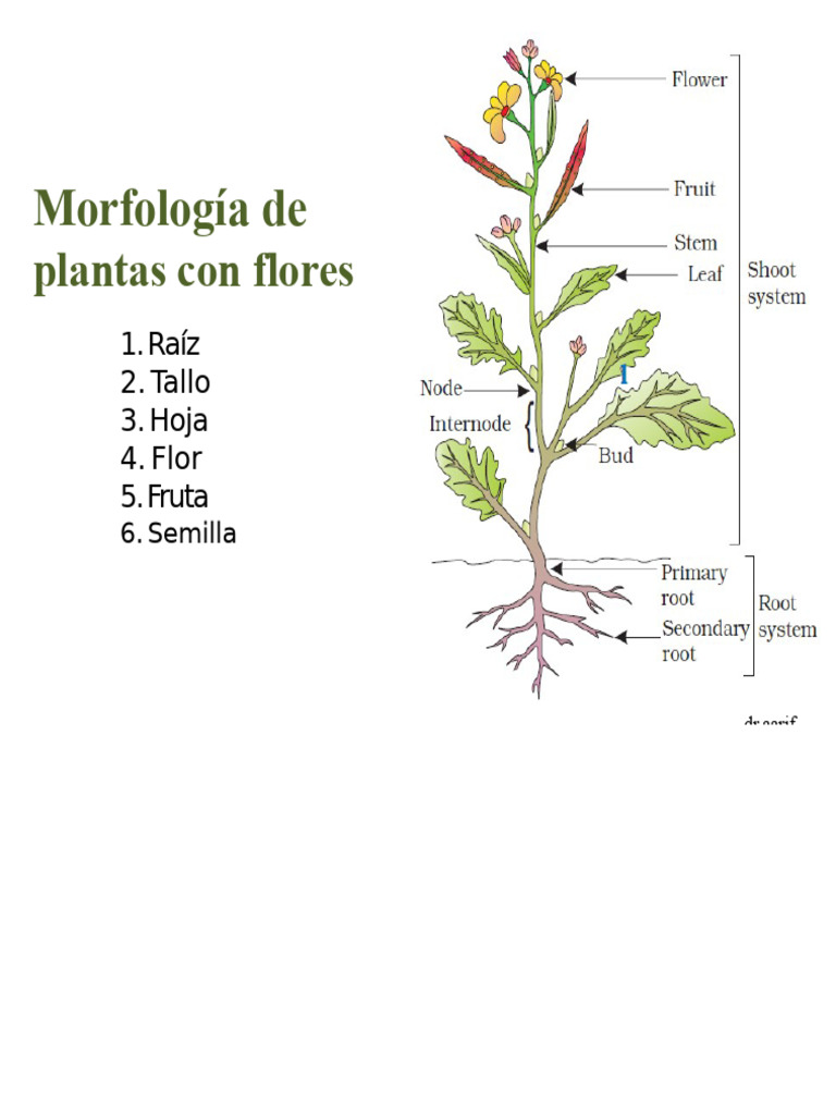 Morfología de Las Plantas Con Flores: Raíz, Tallo, Hoja. | PDF | Raíz ...