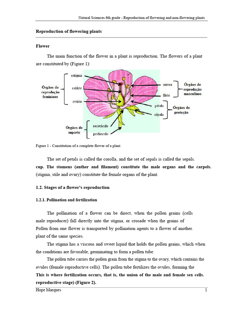 Reproduction of Flowering and Non-Flowering Plants | PDF | Flowers | Fruit