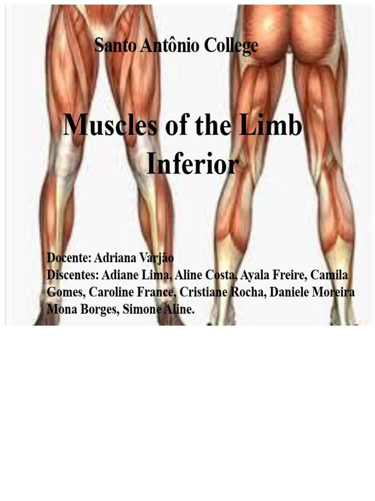 Muscles of The Lower Limb | PDF | Human Leg | Foot