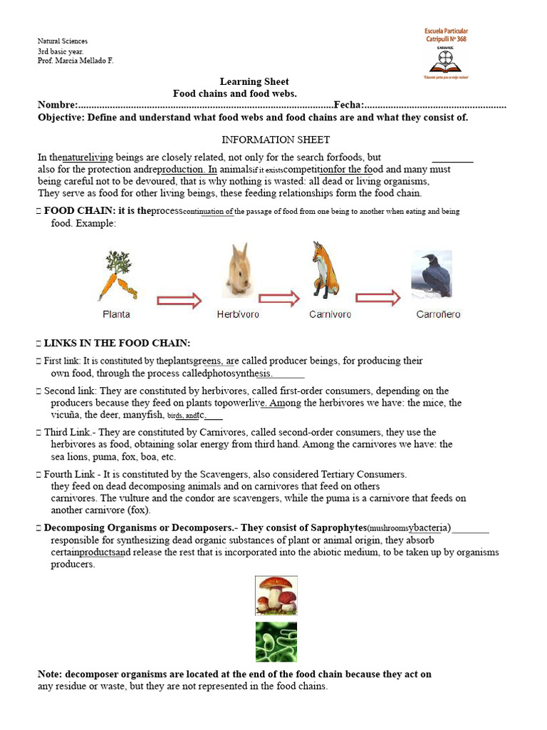 Understanding Food Chains and Webs | PDF | Foods | Food Web