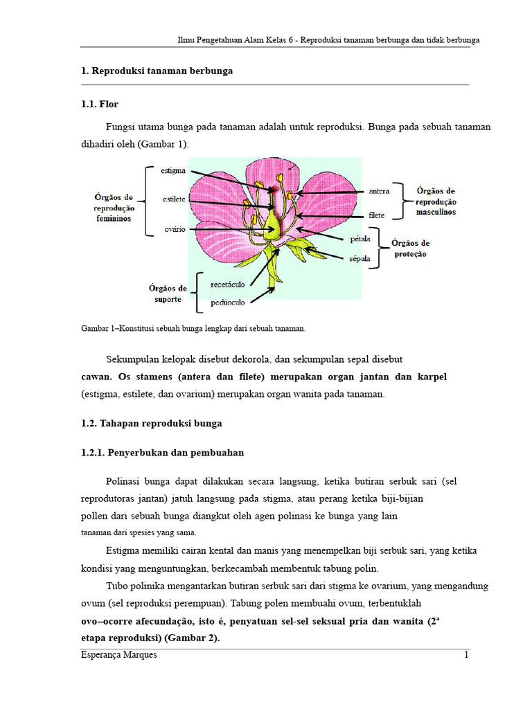 Reproduksi Tanaman Berbunga Dan Tanaman Tidak Berbunga | PDF