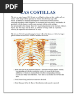 Understanding the Costal Arch Anatomy | PDF | Thorax | Thorax (Human ...