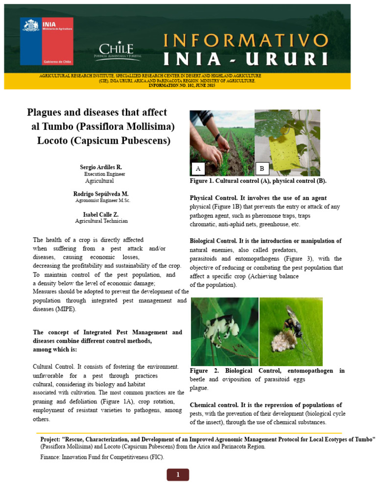 Pests and Diseases Affecting Tumbo (Passiflora Mollisima) and Locoto ...