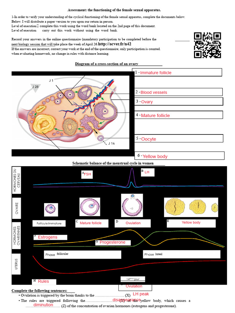 Female Reproductive Cycle Diagram | PDF | Menstrual Cycle | Ovary
