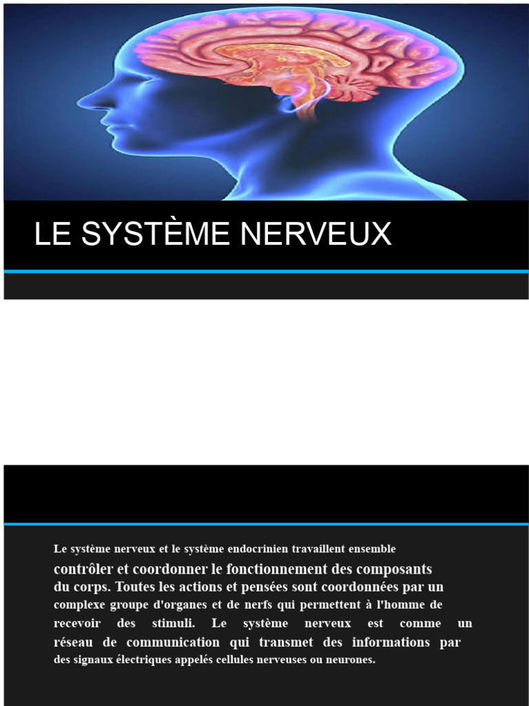 Comprendre le Système Nerveux Humain | PDF | Système nerveux | Nerf
