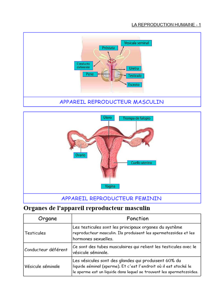 Anatomie et processus de reproduction humaine | PDF | Système ...