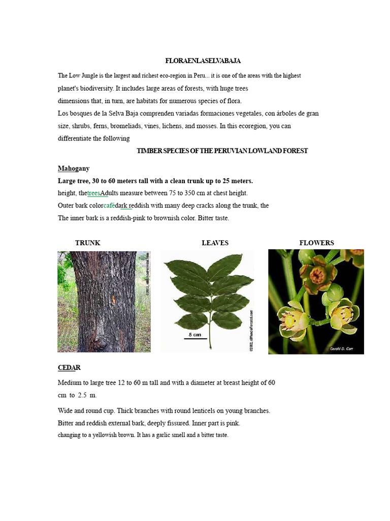 Flora in The Low Jungle | PDF | Trees | Leaf