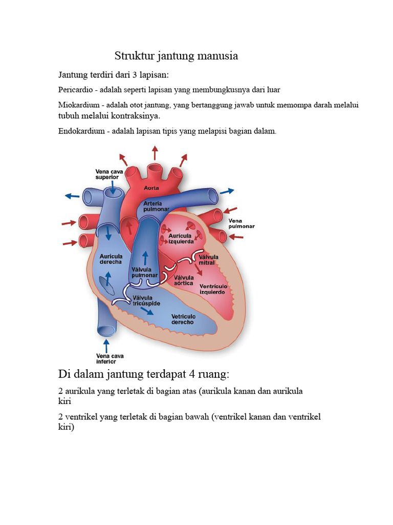 Struktur Jantung Manusia | PDF