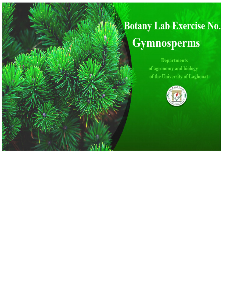 Gymnosperms | PDF | Pine | Plants