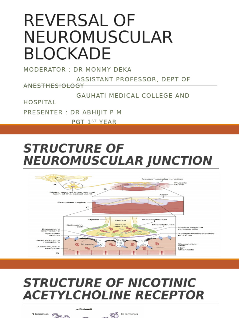 Reversal of Neuromuscular Blockade | PDF | Acetylcholine ...