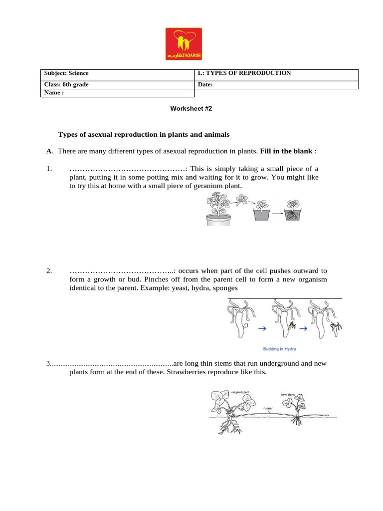 Types of Reproduction WORKSHEET2 | PDF | Reproduction | Biology
