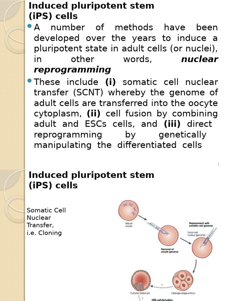 Stem Cell Presentation 2 | PDF | Cell Potency | Cellular Differentiation