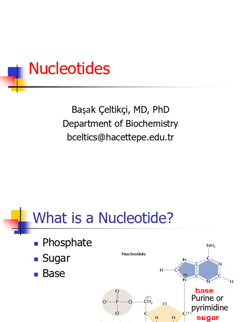Chemical Structure of Nucleotides-Donem 1-Ing-BC | PDF | Nucleotides ...