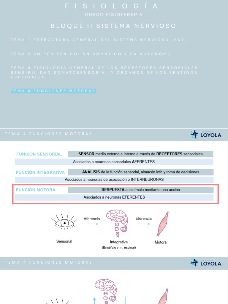 Funciones del Sistema Nervioso Motor | PDF | Neuroanatomía | Neurociencia