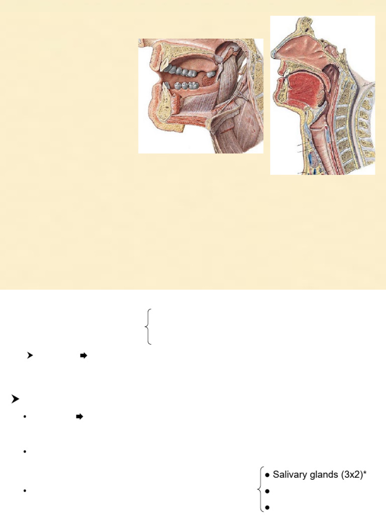 Digestion in The Mouth | PDF | Human Digestive System | Digestion