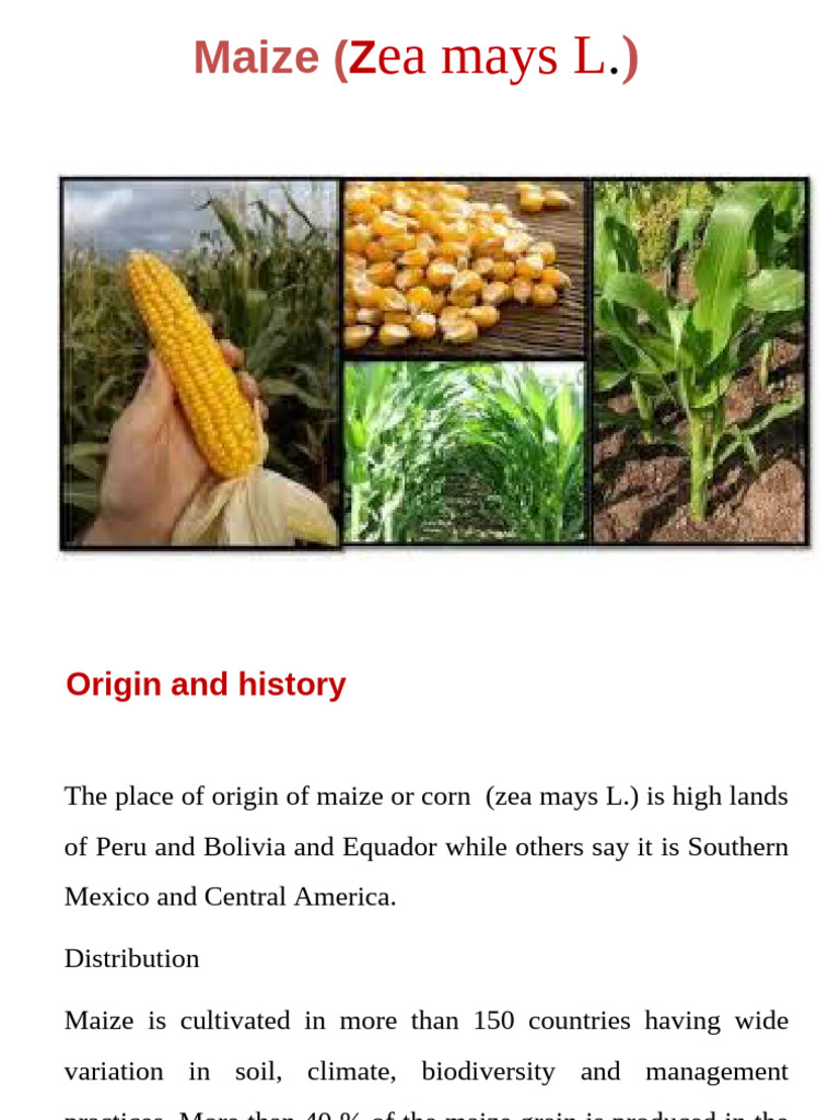 Maize Cultivation: Origin, Types, and Practices | PDF | Maize | Sowing