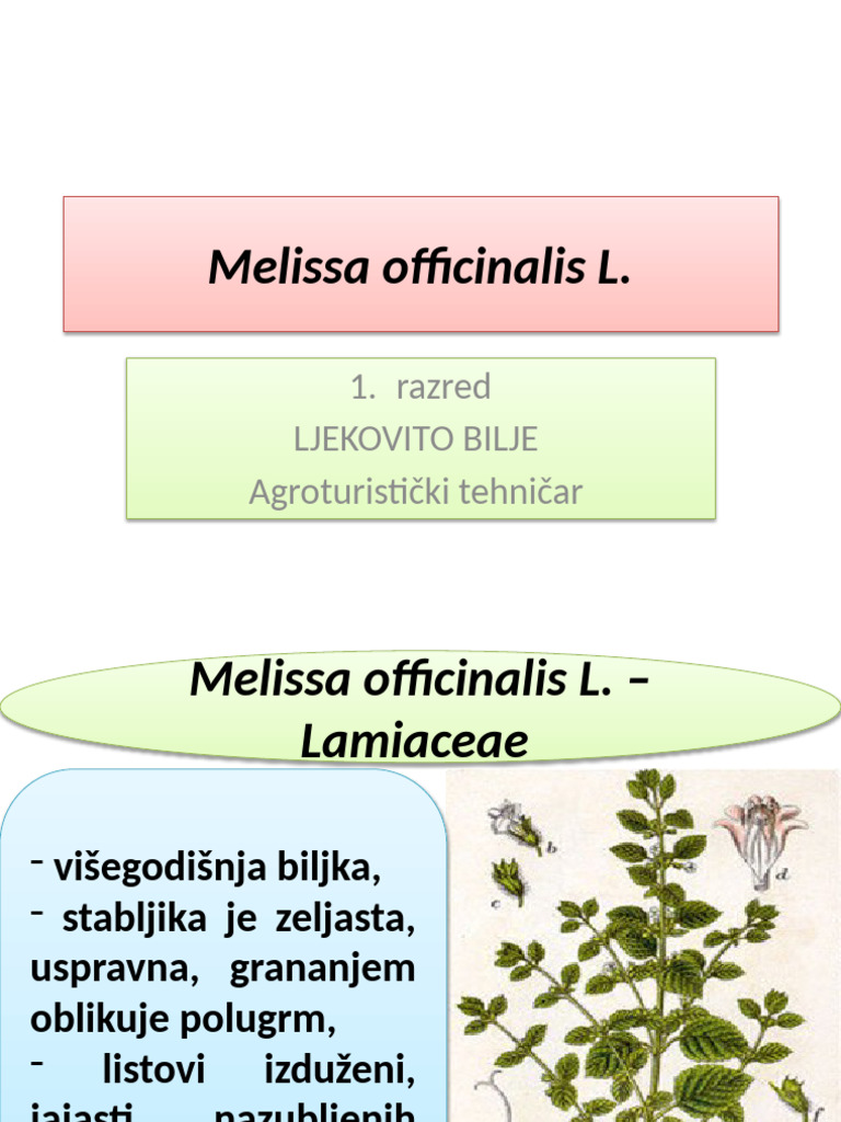Agrotur Teh Ljekovito Bilje Melissa Officinalis 1 Raz | PDF
