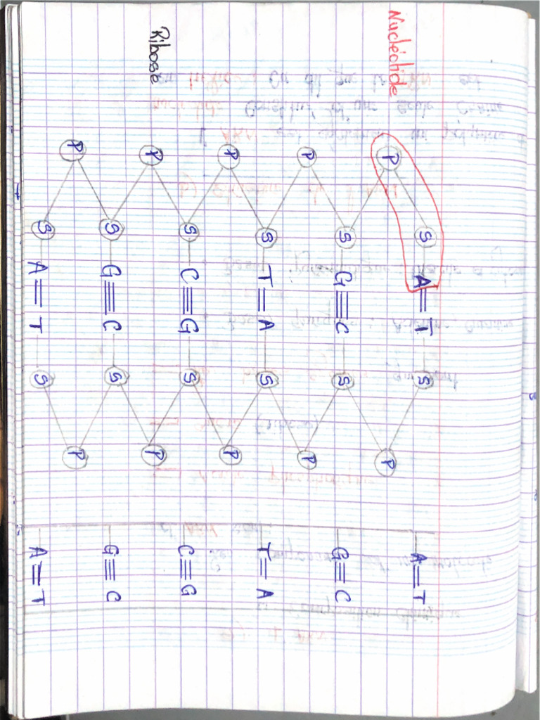 Schéma De La Structure De L Adn Pdf