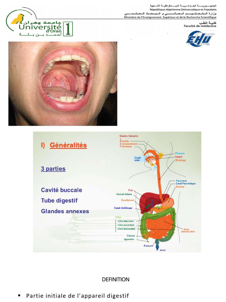 Anatomie de la Cavité Buccale | PDF | Langue | Bouche