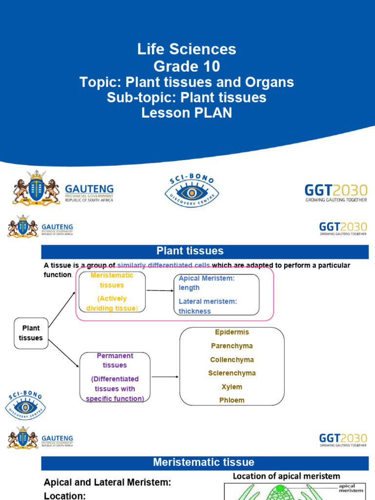 Life Sciences Gr.10 Lesson 42 Plant Tissues | PDF | Tissue (Biology ...