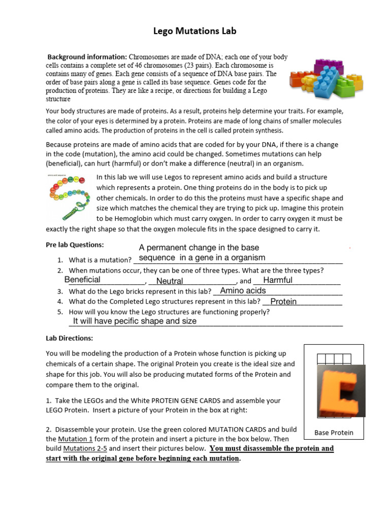 Lego Mutations Lab 2017 | PDF | Mutation | Proteins