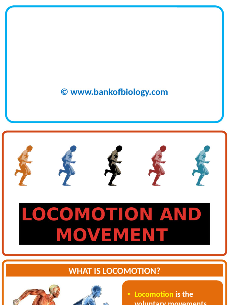 20 Locomotion n Movement.ppsx | PDF | Muscle | Soft Tissue