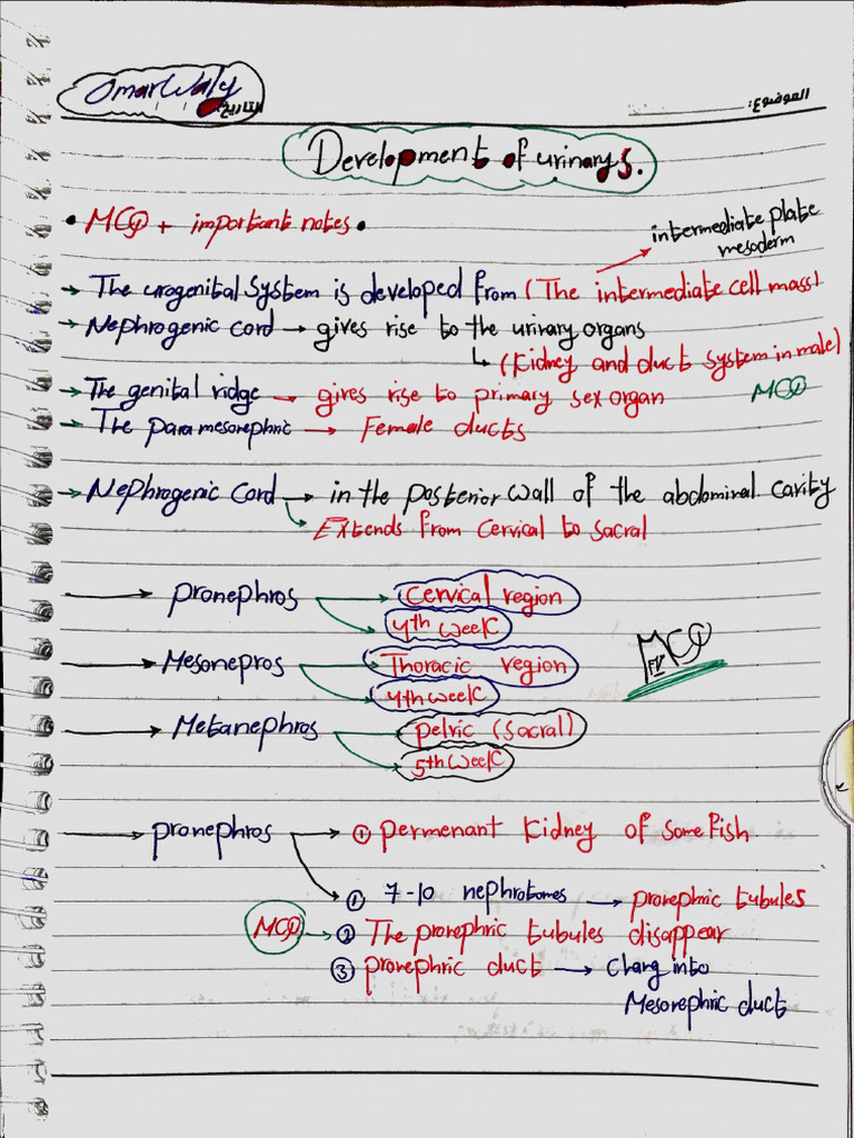 Anatomy Renal Lec 2 (اساله د فكري +Key Notes?) | PDF
