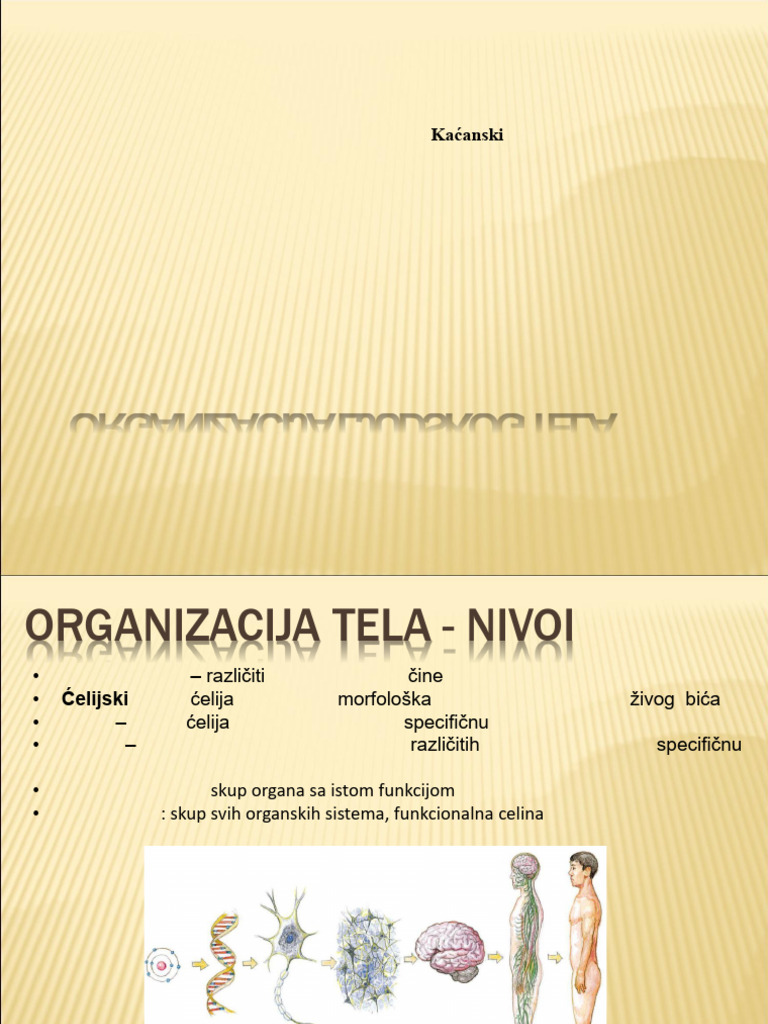 1 Anatomija i Fiziologija - Funkcionalni Sistemi i Celija Kacanski I. | PDF