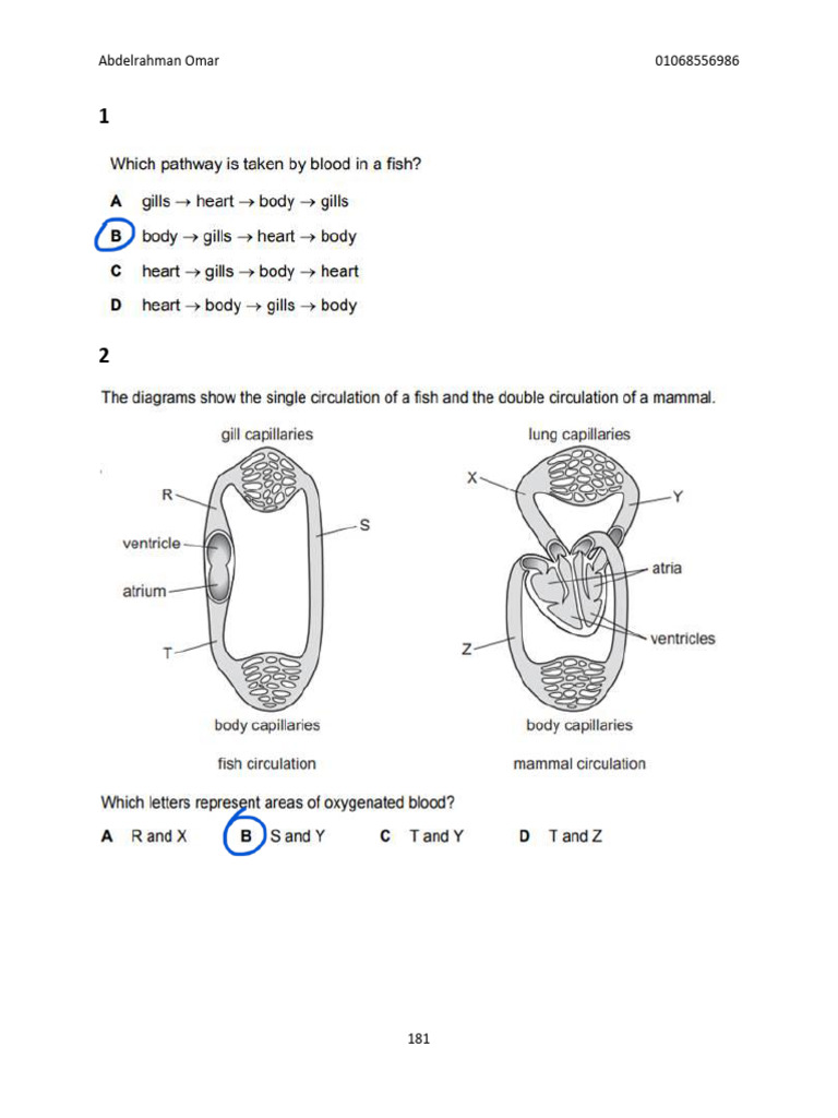 Transport in Animals p2 | PDF