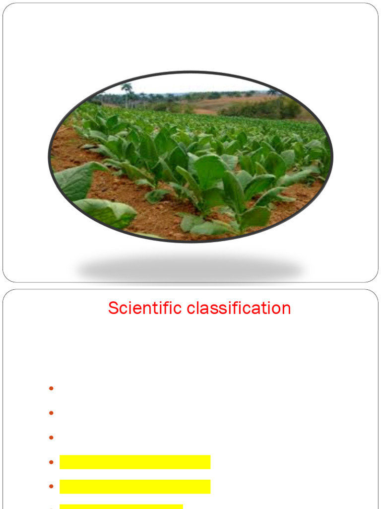 Tobacco: Types, Cultivation, and Breeding | PDF | Tobacco | Plant Breeding