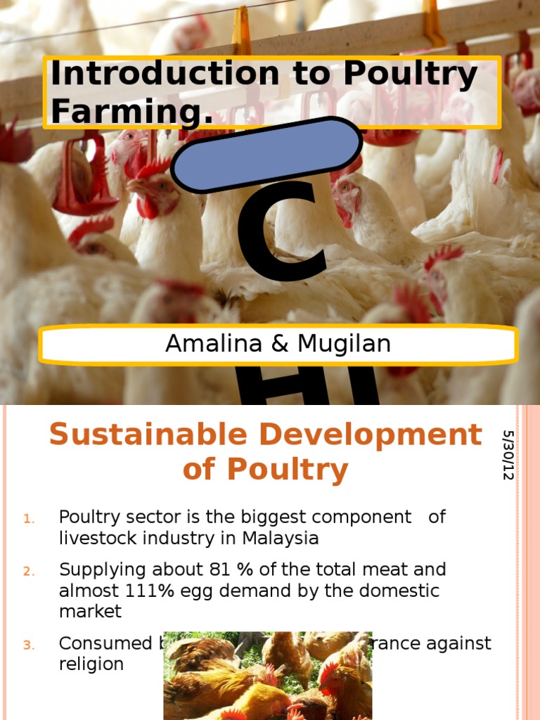 Poultry | PDF | Meat | Poultry