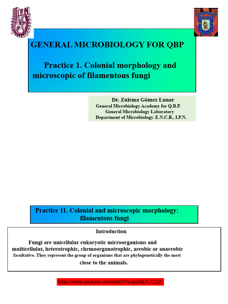 Practice 12. Isolation and Colonial and Microscopic Morphology of Fungi | PDF | Fungus | Mold