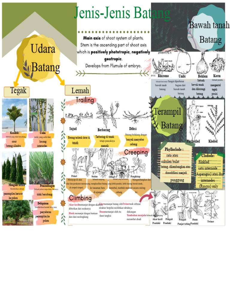 4 Jenis Batang Dan Percabangan | PDF