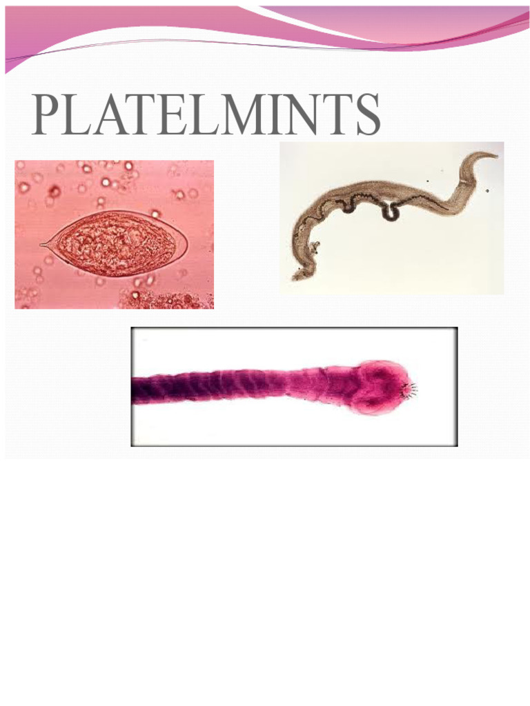 Generalities of Platyhelminthes | PDF | Biology | Zoology