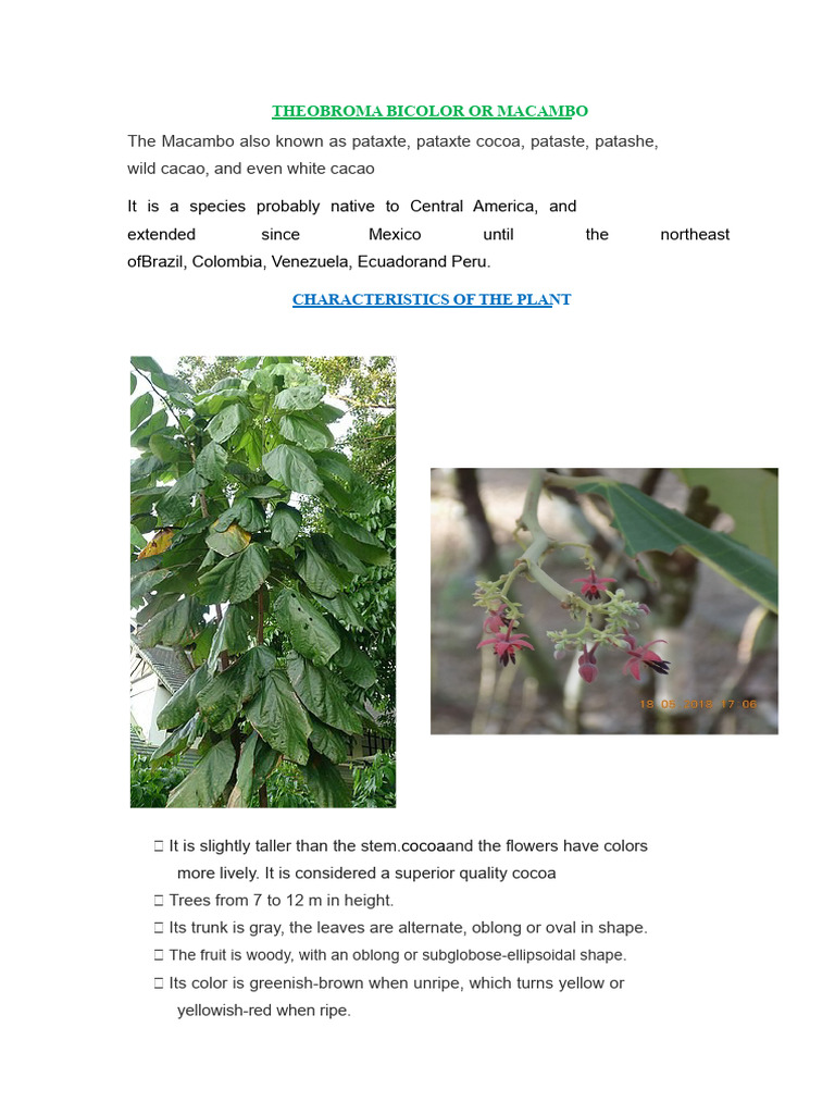 Theobroma Bicolor or Macambo | PDF