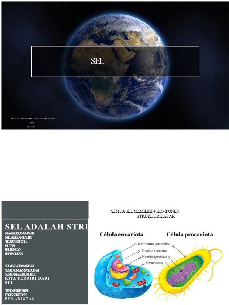 Sel PDF | PDF