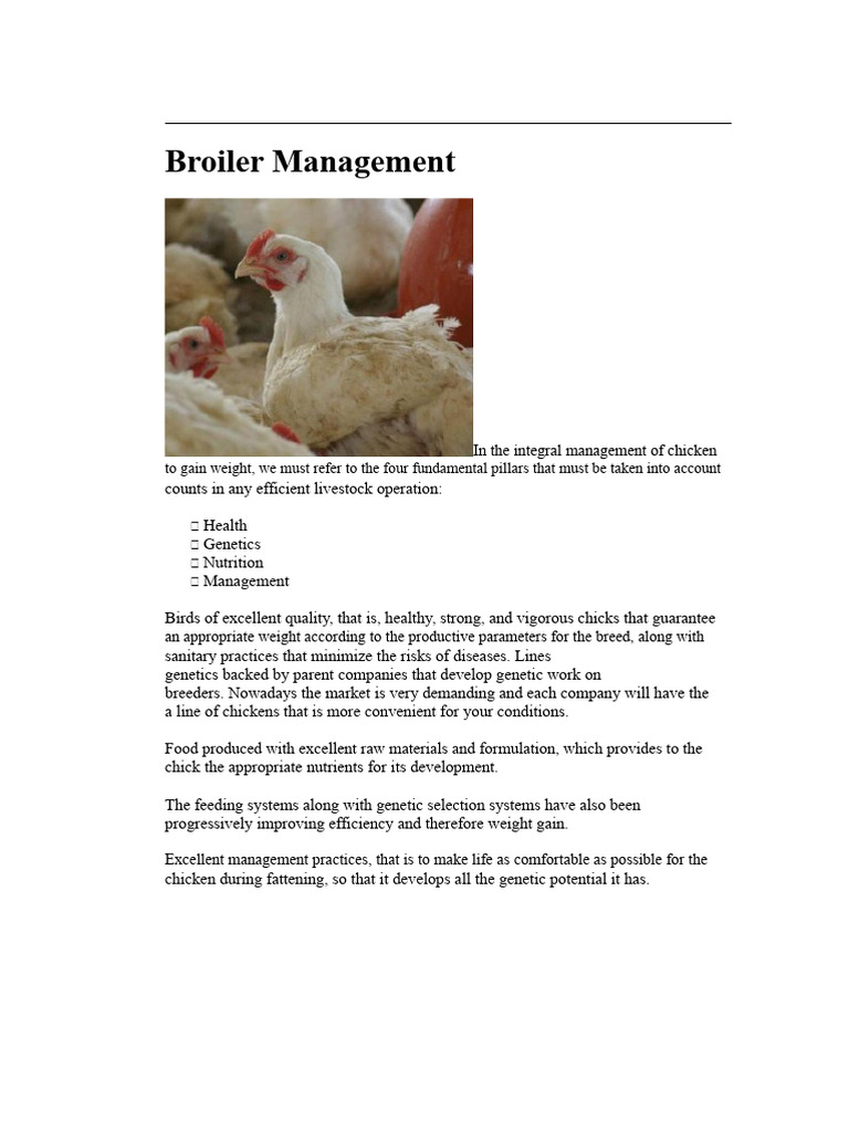 Essential Broiler Management Tips | PDF | Chicken | Nutrition