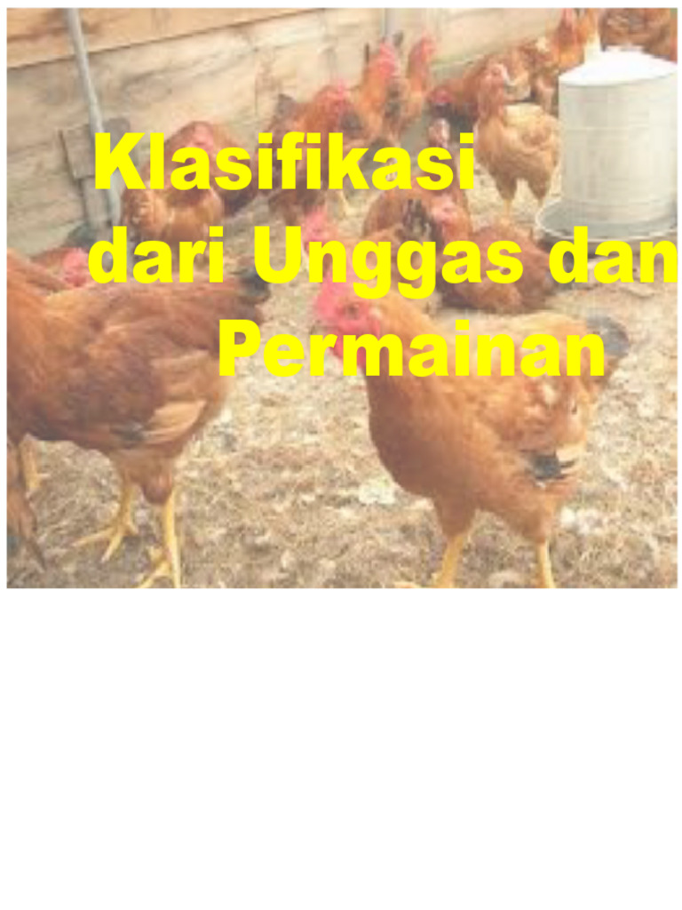 Klasifikasi dan Pemilihan Unggas Berkualitas | PDF