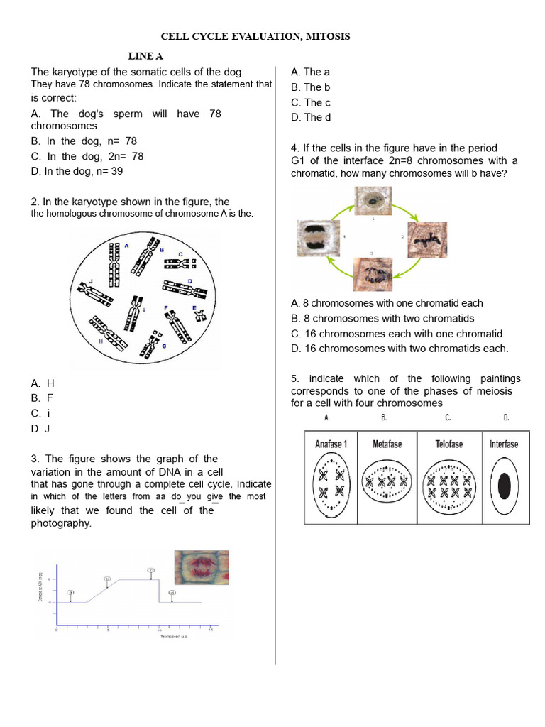 Cell Cycle and Mitosis Evaluation 2019 | PDF | Mitosis | Chromosome