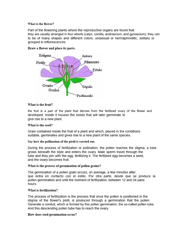 Research On The Flower | PDF | Flowers | Fertilisation