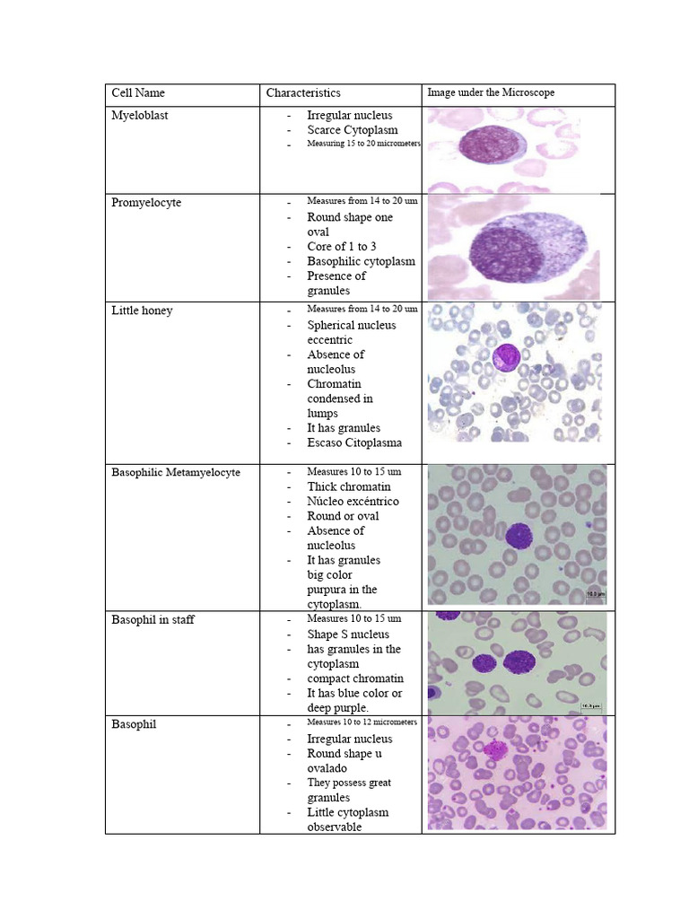 Hematology album | PDF | Cell Nucleus | Immunology