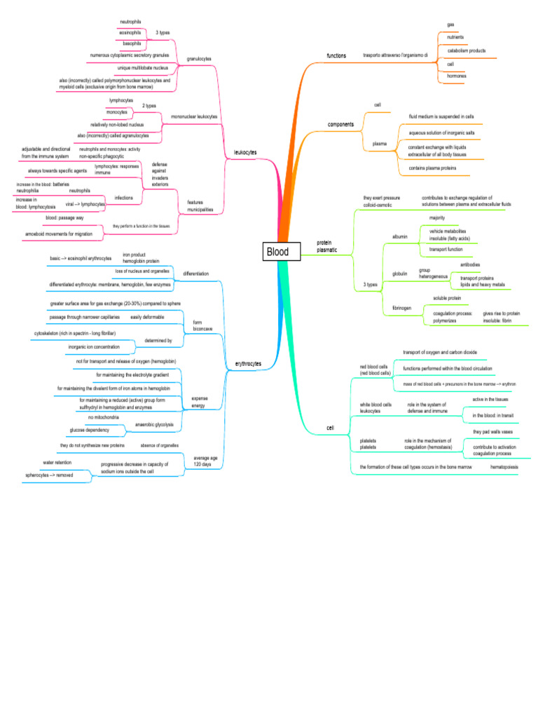 Concept Map Blood | PDF | Granulocyte | White Blood Cell
