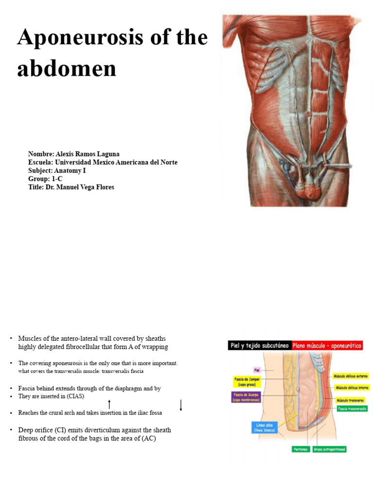 Abdominal Aponeurosis - Anatomy | PDF | Abdomen