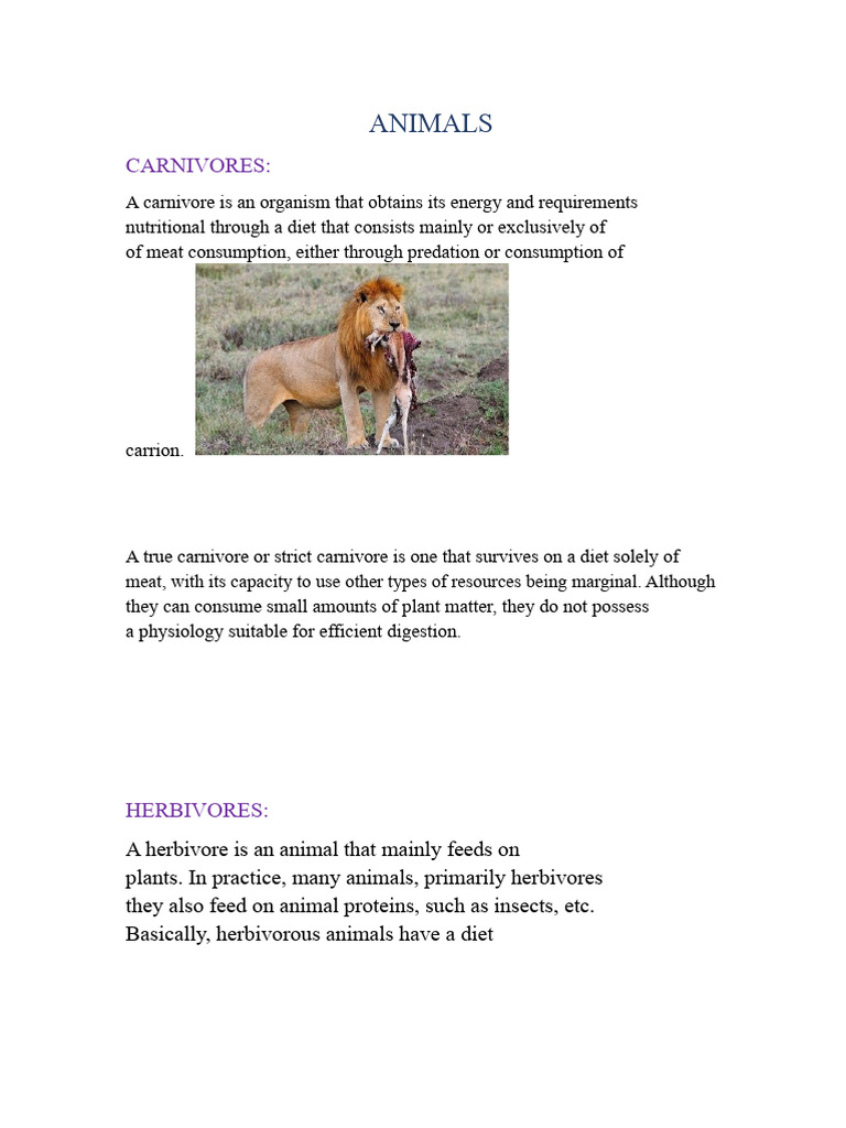 ANIMALS Paragraph | PDF