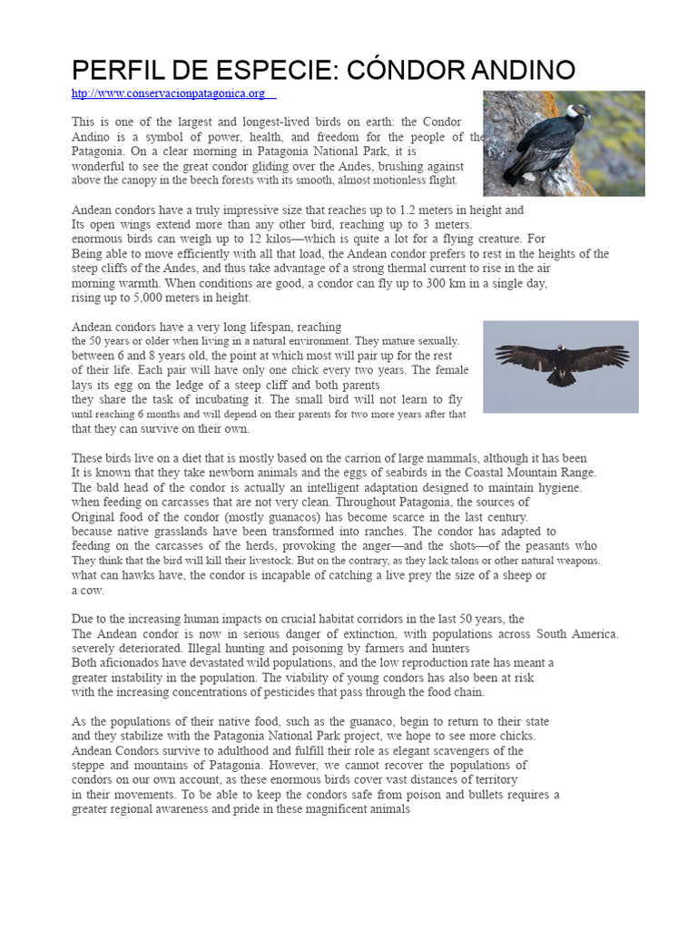 Expository Texts - Animals | PDF | Zoology | Birds