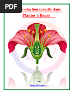 Le Carpelle : Organe des Angiospermes | PDF | Fruit | Embryon