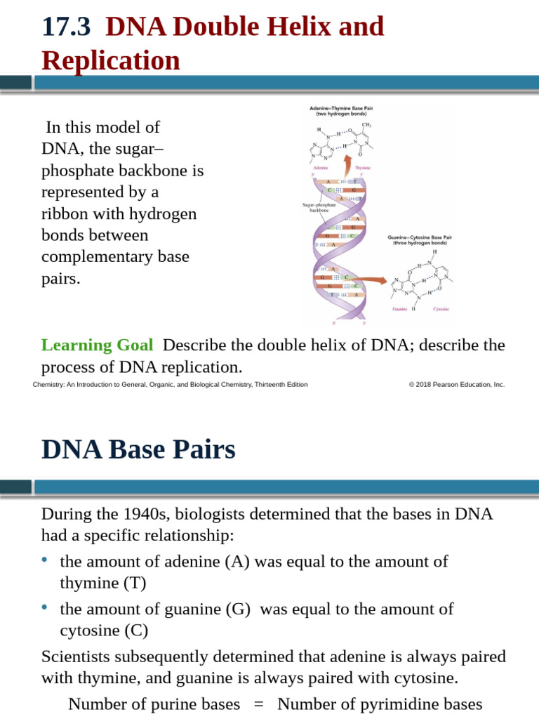 DNA Structure and Replication Explained | PDF | Dna | Base Pair