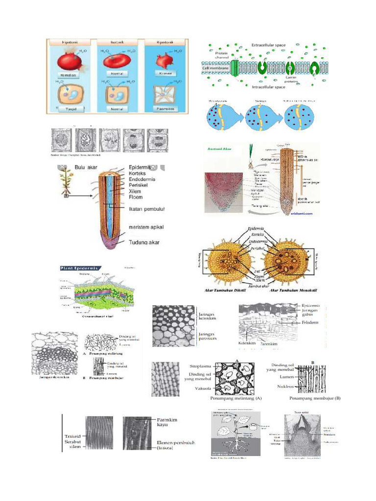 Biolog I | PDF